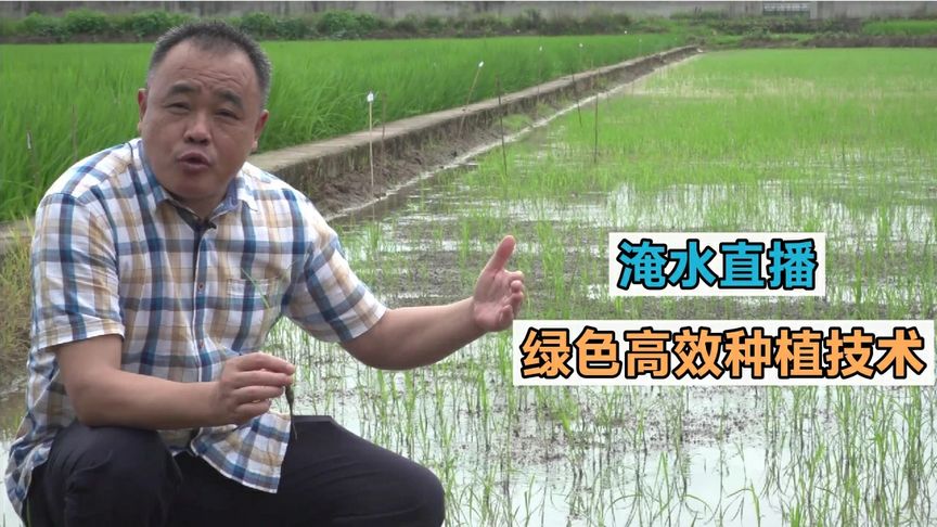 新型水稻直播技术来了——绿色更高效