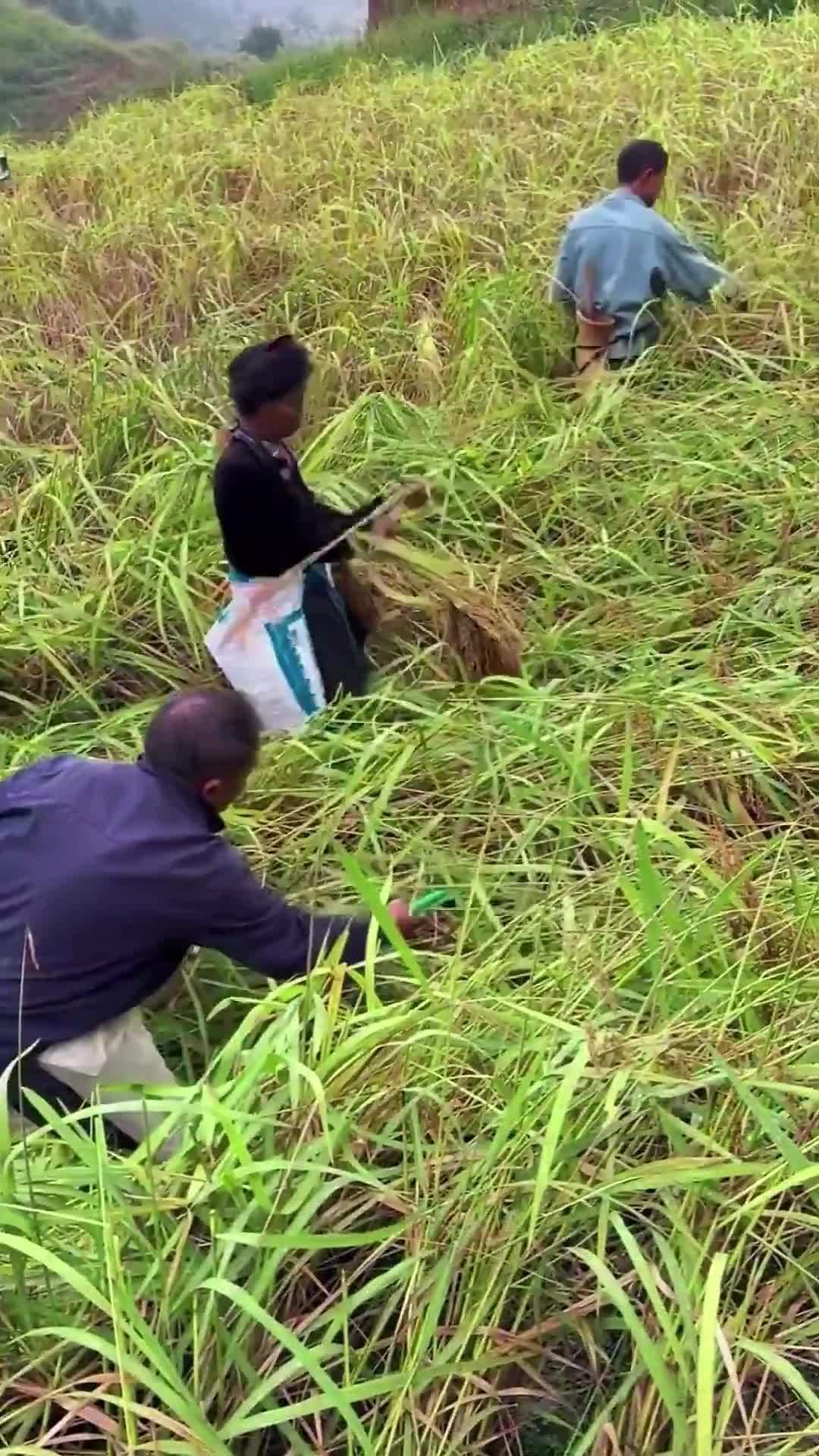 这样收割稻谷你见过吗?~~!