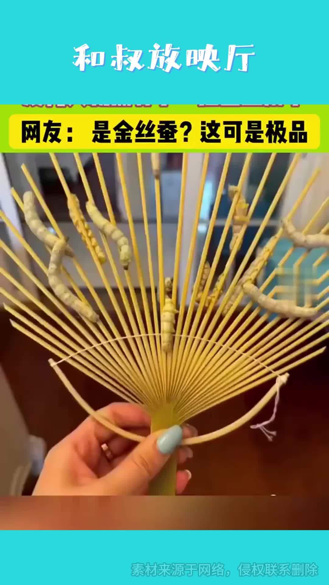女子把蚕宝宝养在扇骨上,就拥有一把金蚕丝扇子,多少钱都不卖!