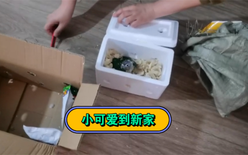 小可爱安全到新家!小太阳鹦鹉带合法标识卡合法标识环…
