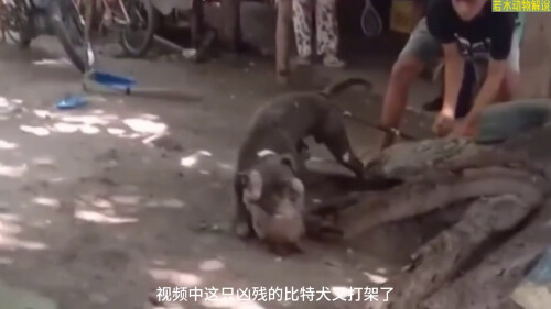 凶残的比特犬,咬的小狗惨叫连连,主人都无法分开