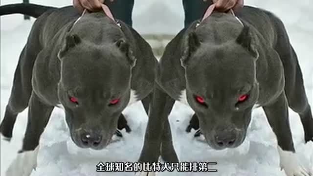 世界上凶猛的狗排行榜,比特犬只能排第二