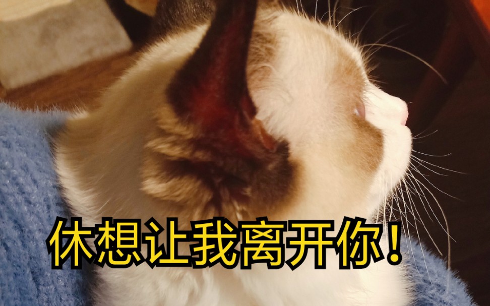 猫房学习的这几天,每天刷新猫猫撒娇黏人新高度!可爱到犯规了!