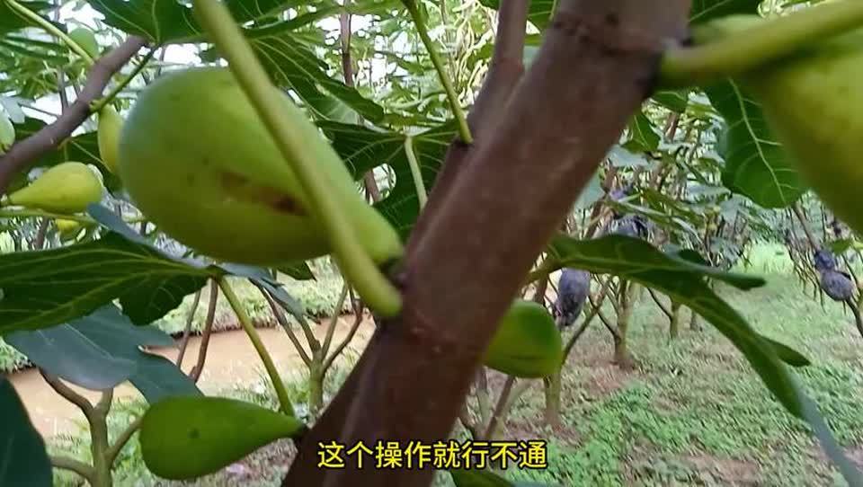 无花果种植中,哪些情况下适合提前剪枝,分享我的看法