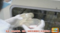 走进纳米抗菌微生物实验室,细菌模拟人体培养结果1
