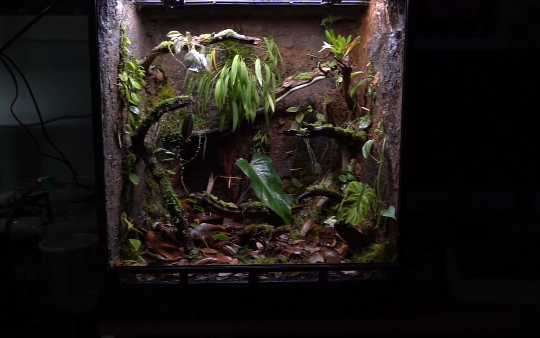 现场亚马逊热带雨林生态系统完整构建教程!