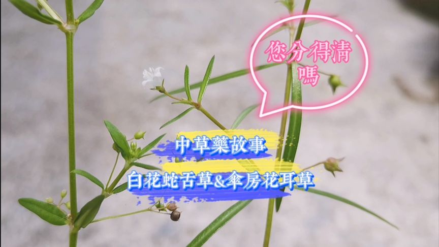 中草药故事——白花蛇舌草&伞房花耳草