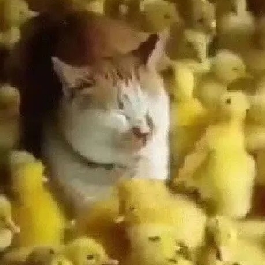 君子_生当如鹿 