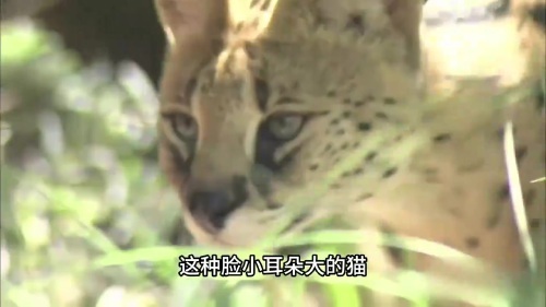 跟狗一样大的猫有多厉害?