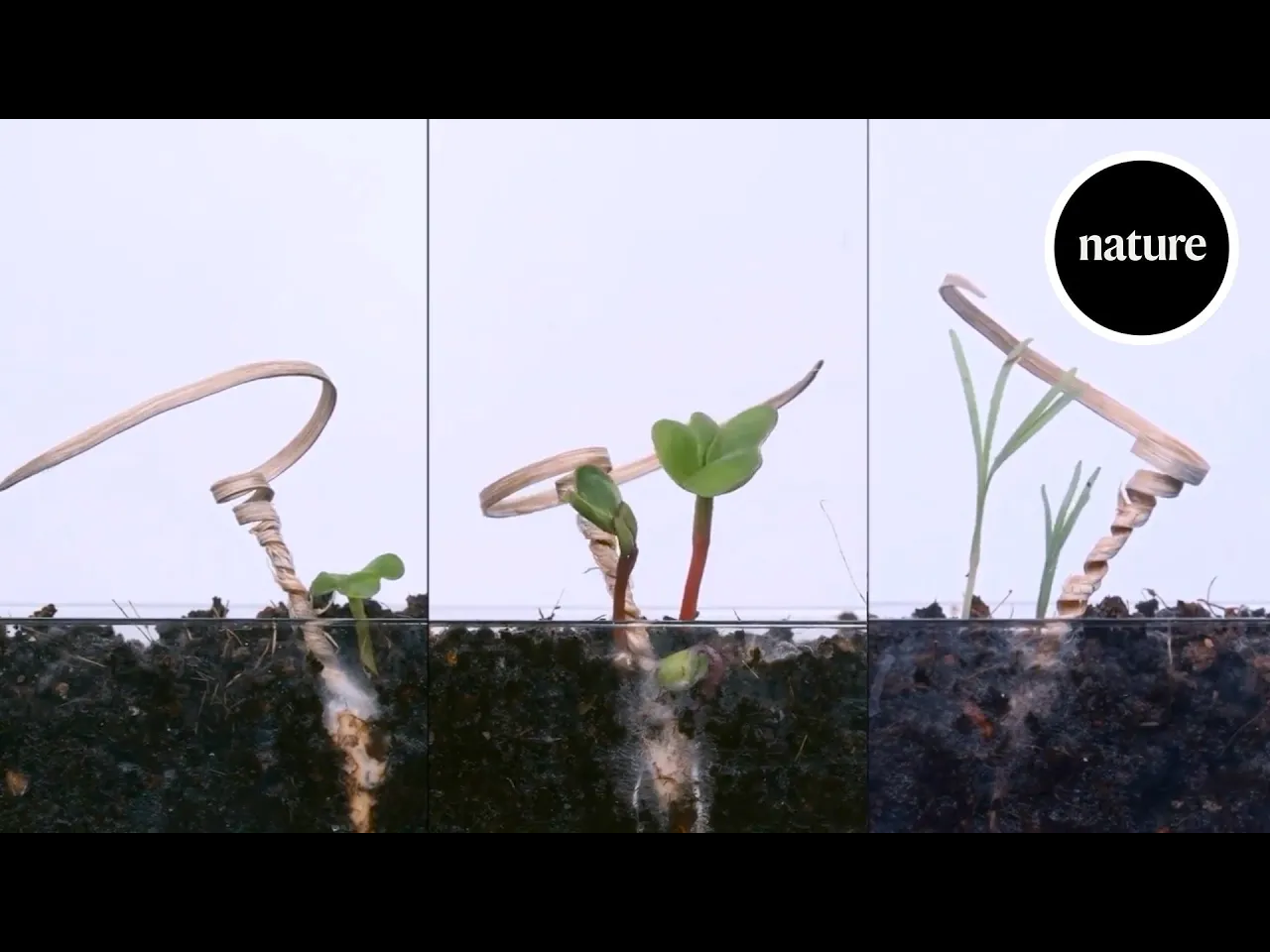 人造种子载体:模仿自然自我埋藏的种子 - nature video