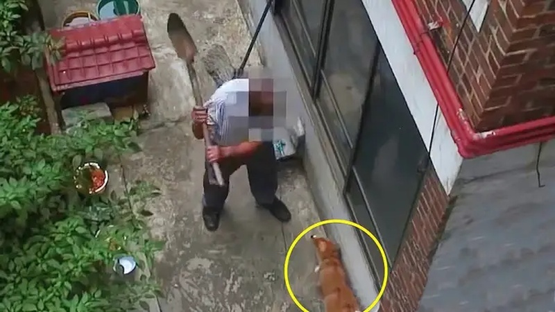 小狗遭主人残忍殴打,邻居好心阻拦却被撂下狠话,你管得着吗?