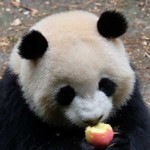 滚滚滚肚子好好摸嘤嘤 