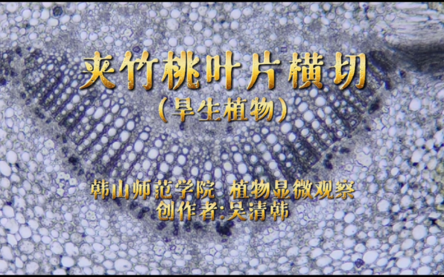 旱生植物夹竹桃叶片横切的显微观察