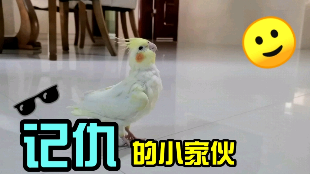 玄凤鹦鹉讨厌主人的表现，爱记仇的小家伙，可爱萌宠，抖起来