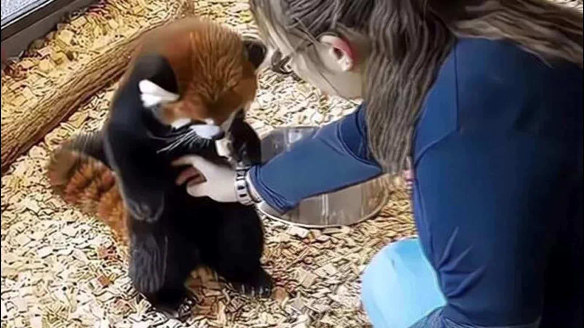 饲养员喂小熊猫苹果,顺手摸了它的肚子,小熊猫的反应太搞笑