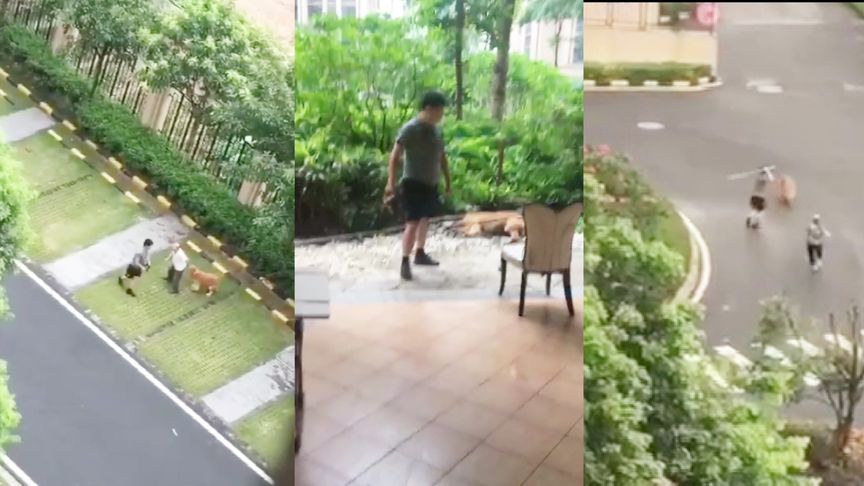 因自家小狗被咬死,男子竟暴力将狗打死报仇:我家狗死得好惨