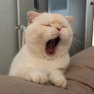 猫十七先生 