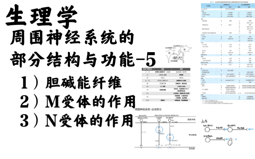 生理学-周围神经系统的部分结构与功能-5:胆碱能纤维、M受体、N受体...