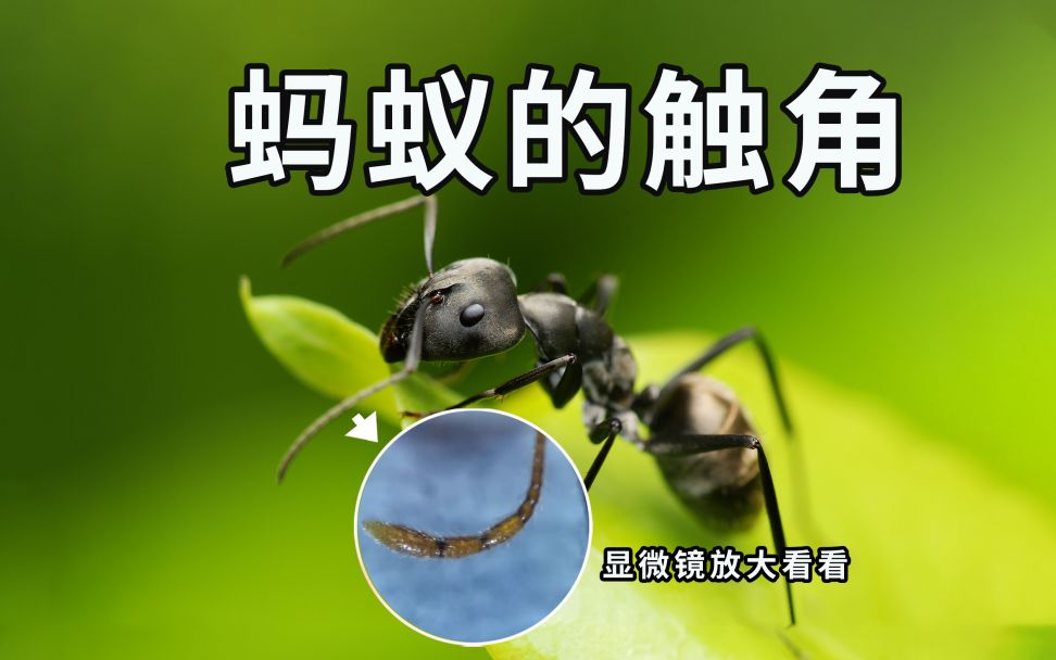 【开智宝科普36】蚂蚁发现食物后是怎么告诉同伴的?(触角篇)