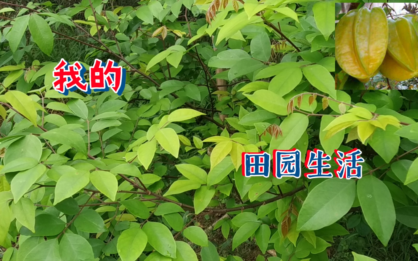 杨桃树新枝条长得过密,需要剪掉些