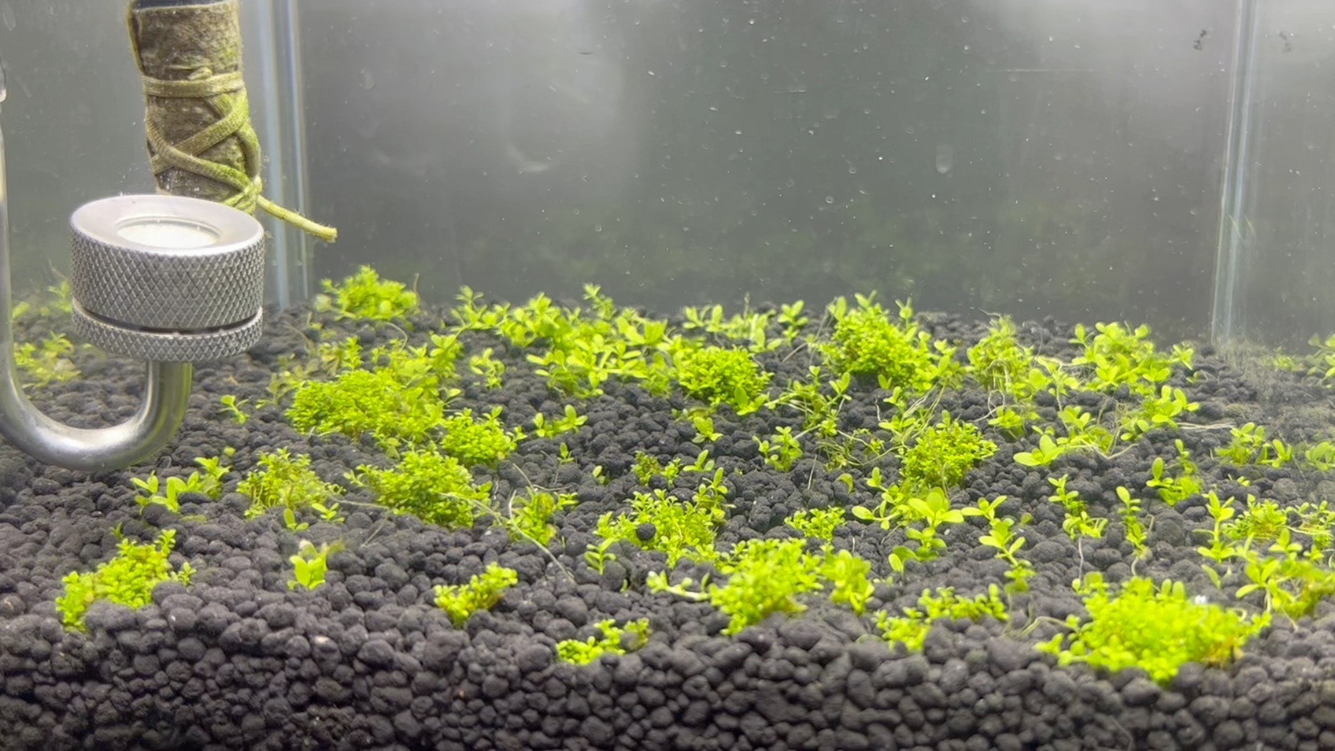 20方缸迷你矮珍珠趴地矮珍珠混种第二周纪录