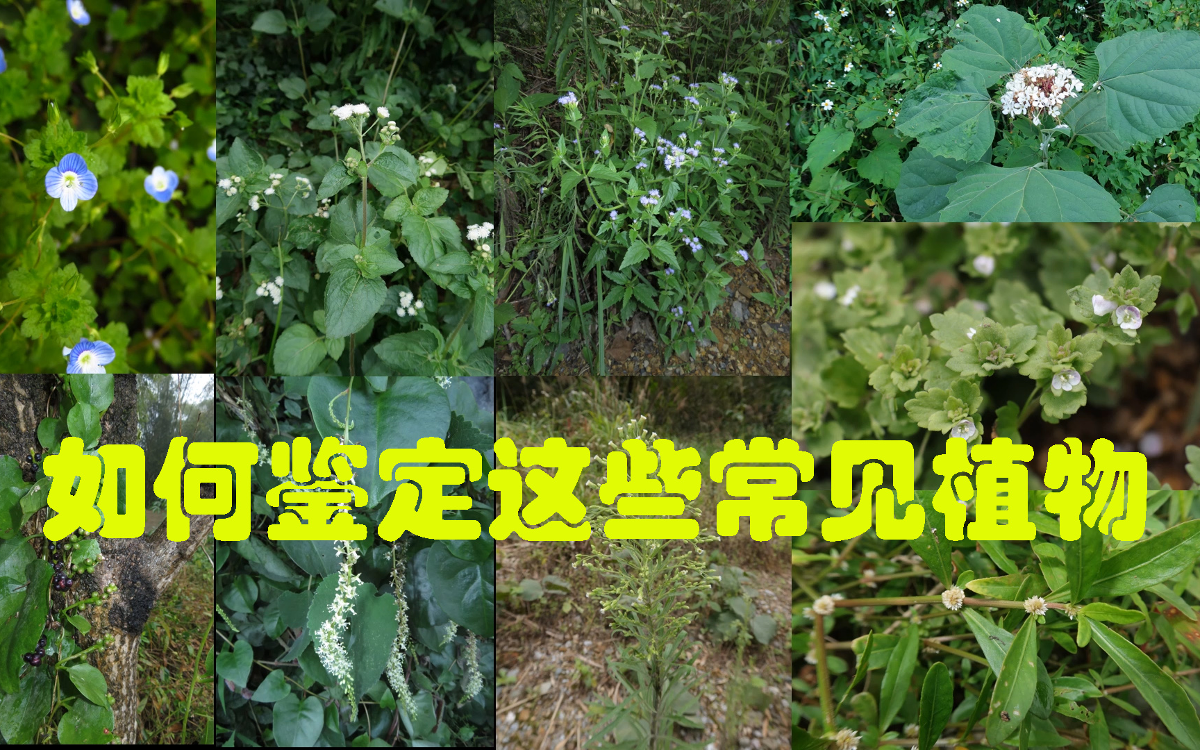 像植物学家一样认识植物:几种常见植物的鉴定方法