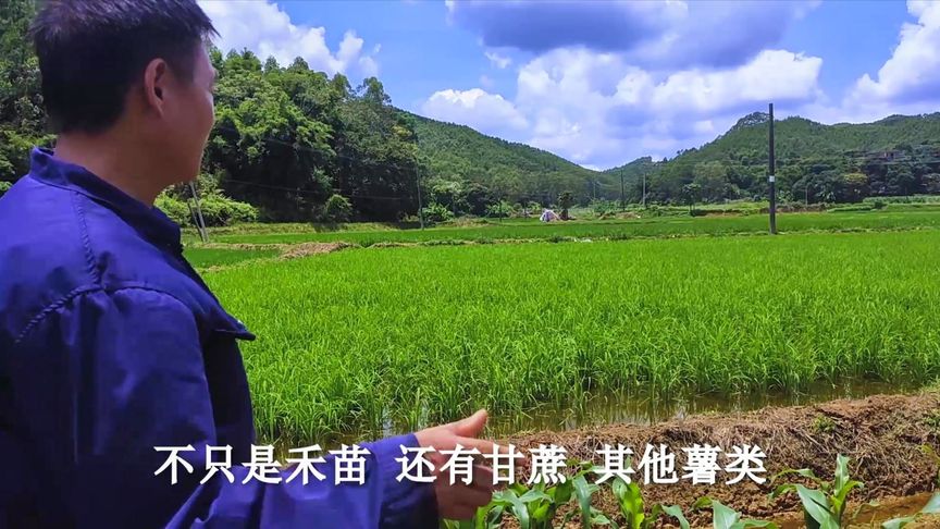 田耕地上:7月种进田里的禾苗,到了8月份就开始快速生长