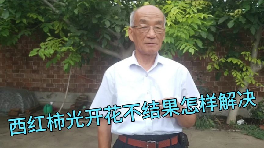 西红柿光开花不结果的原因在哪里?讲几个解决的办法。