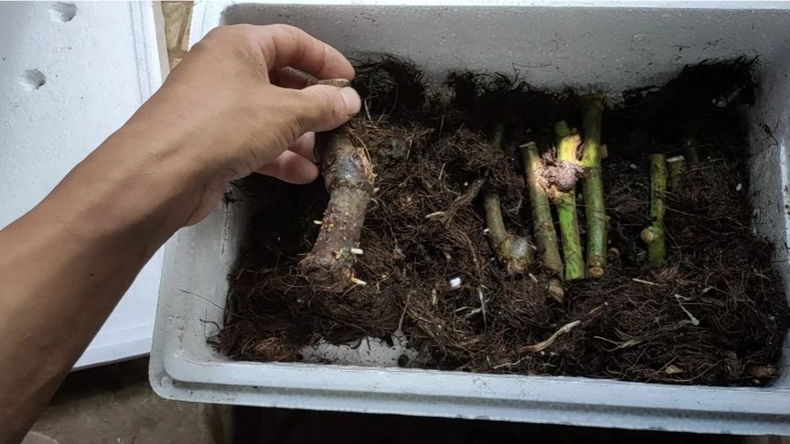 无花果绿枝“催根”,效果不错,无腐烂现象,愈伤组织大量出现!