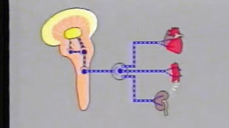 高血压的病理与抗高血压药的分类