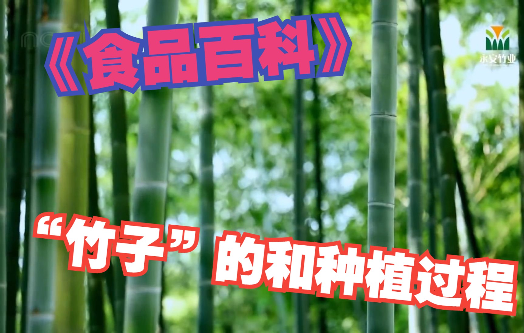 《食品百科》-竹子的和种植过程