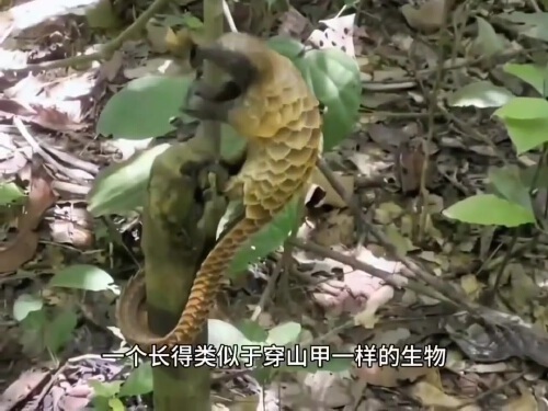 村民砍柴途中,意外撞见神秘生物,森林里暗藏惊人秘密