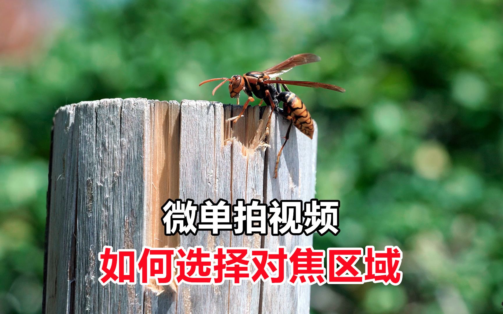 用微单相机拍视频,如何选择对焦区域?使用时需要注意什么