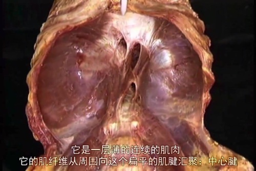 膈肌的奥秘:吸气呼气全靠它,剧烈运动也有关!