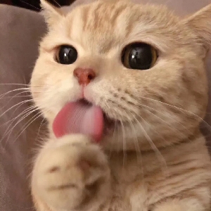 边个叫阿力 