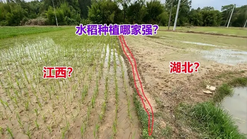 实地考察两省的水稻种植,认真对比后,大家说说哪个产量更高?