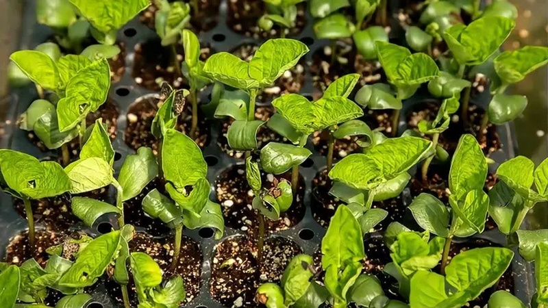 跟着老农学种植:菜椒的种植方法和田间管理