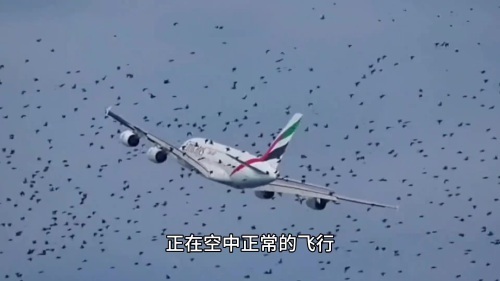 一架巨型客机高空畅行!为何瞬间遭遇千万鸟儿围攻?