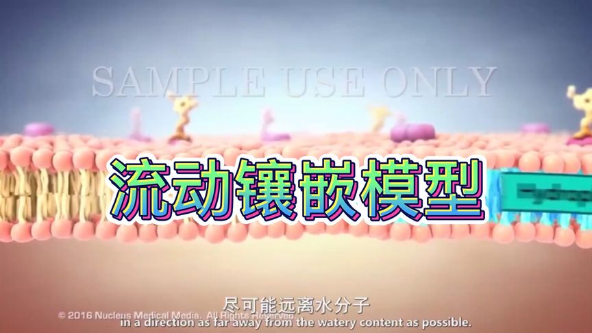 56.流动镶嵌模型