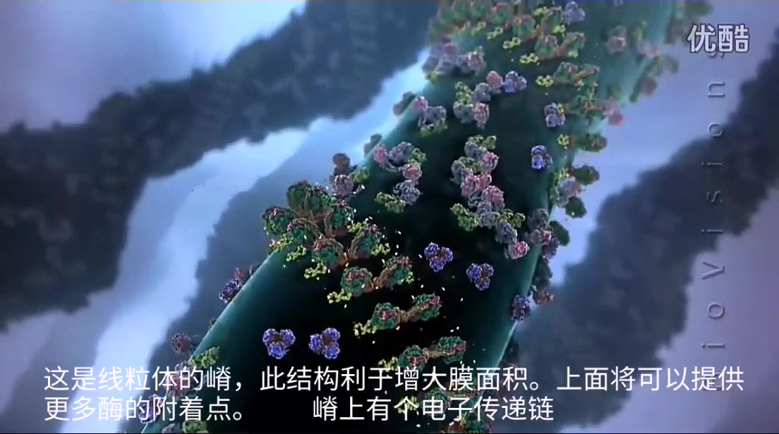 [3D动画+字幕]细胞内的动力细胞器-线粒体