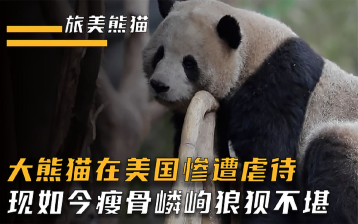 大熊猫丫丫在美国惨遭虐待,乐乐已经离世,丫丫瘦骨嶙峋狼狈不堪