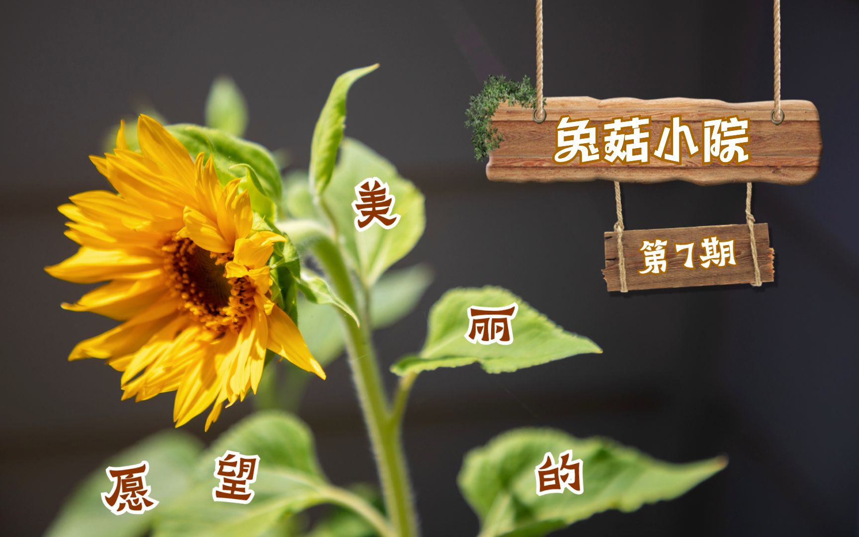 【矮向日葵】从播种到开花,89天生长全过程