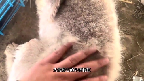 和羊一样的狗是什么品种