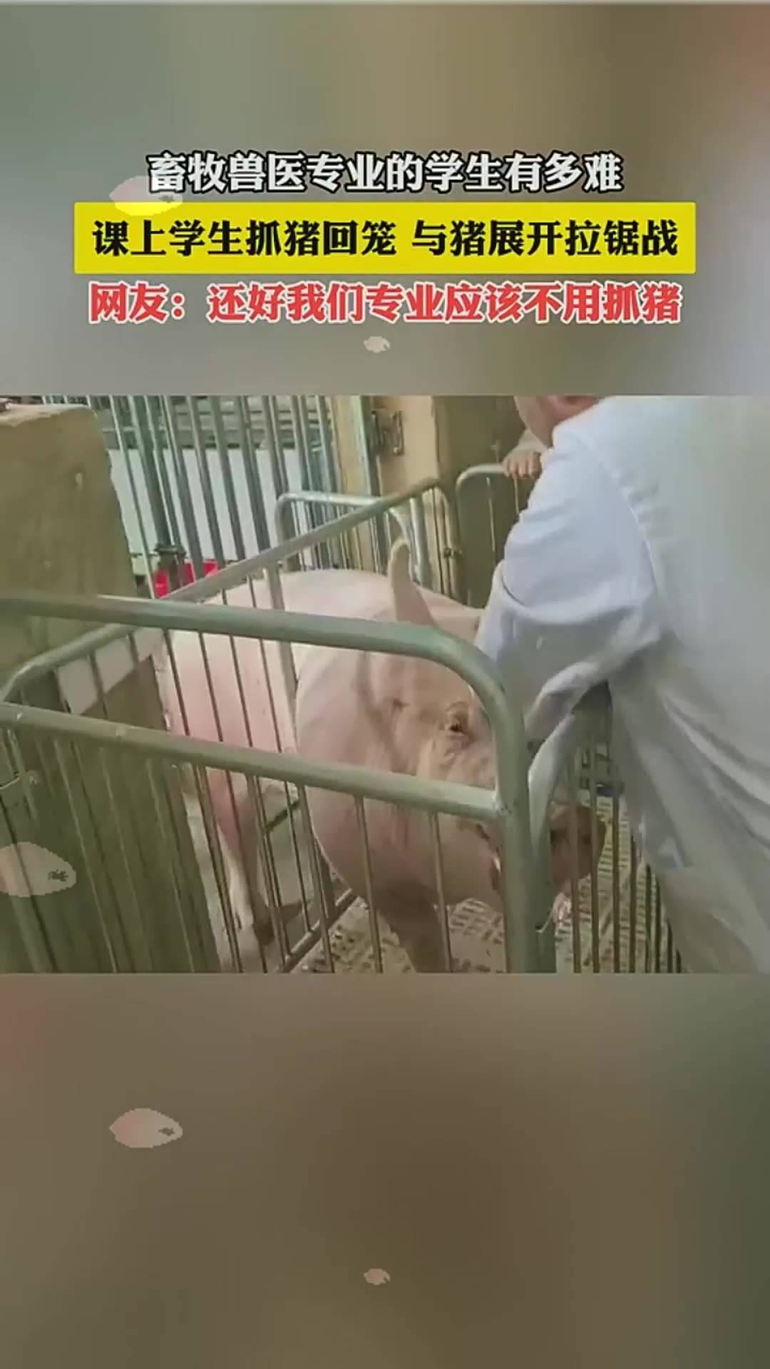 畜牧兽医专业的学生有多难,课上学生抓猪回笼