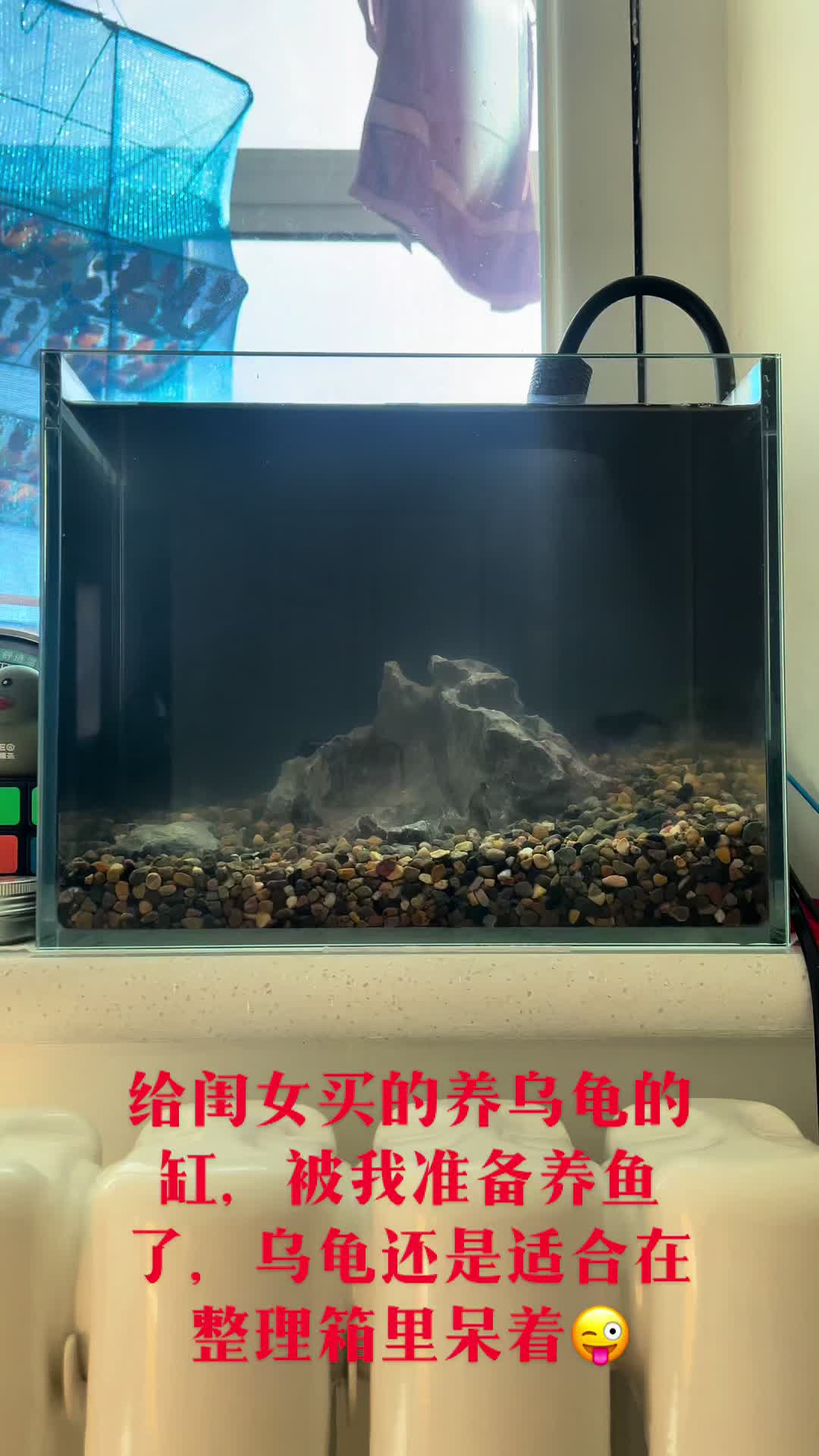 给闺女买的养乌龟的缸,被我准备养鱼了,乌龟还是适合在整理箱里