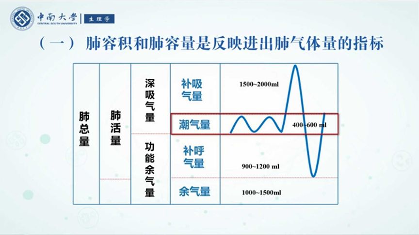 生理学:6.6呼吸系统(一)—肺通气功能的评价基本指标