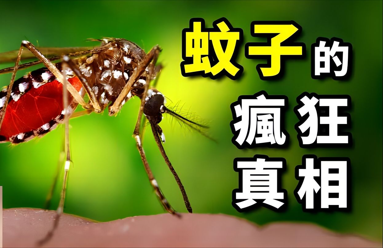 为什么有些人特别招蚊子?如果所有蚊子全都灭绝会怎样?世界上最致命...