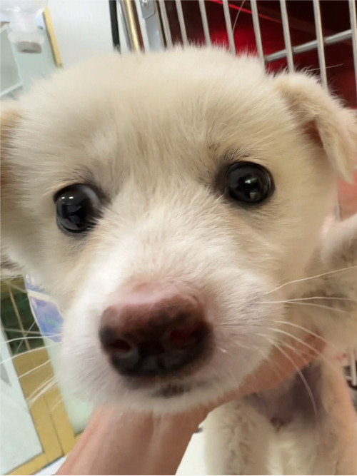 历经5天的救治,第一条中毒的小狗出院了