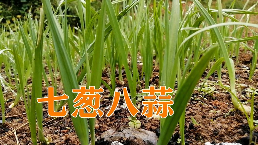 俗话说七葱八蒜,耗时30天完整记录种蒜全过程,最后一步太重要了
