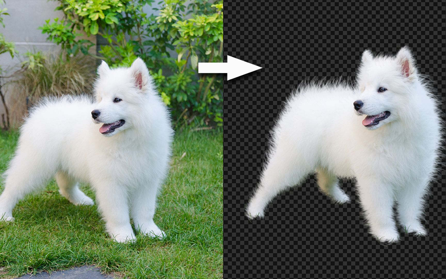 【PS教程】快速抠毛发最好的方法-超级实用